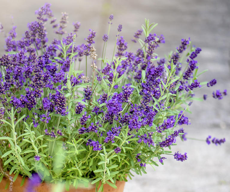 You can easily repel grubs by companion planting, and these are the 3 ...