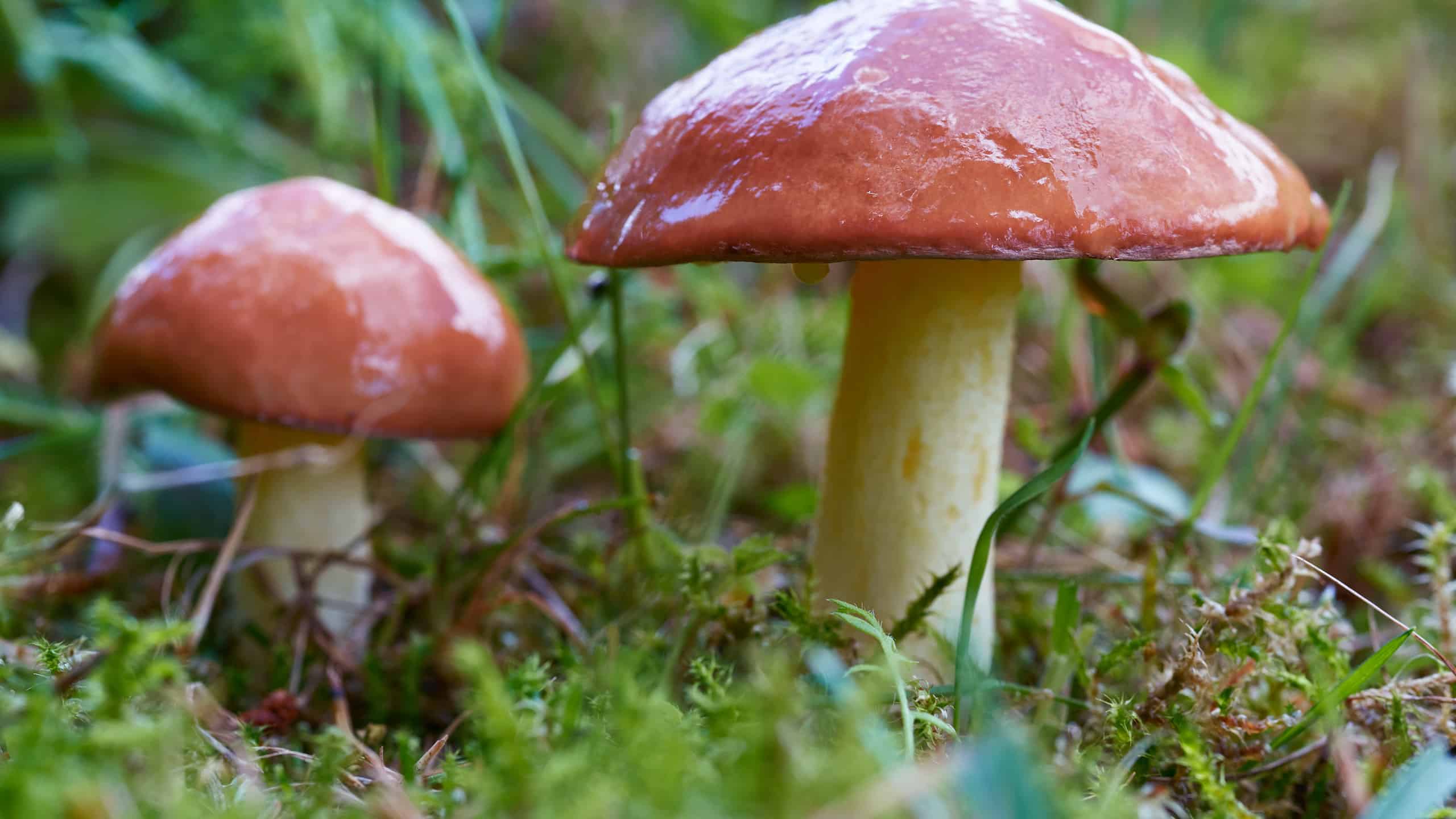 The Most Common Varieties of Lawn Mushrooms