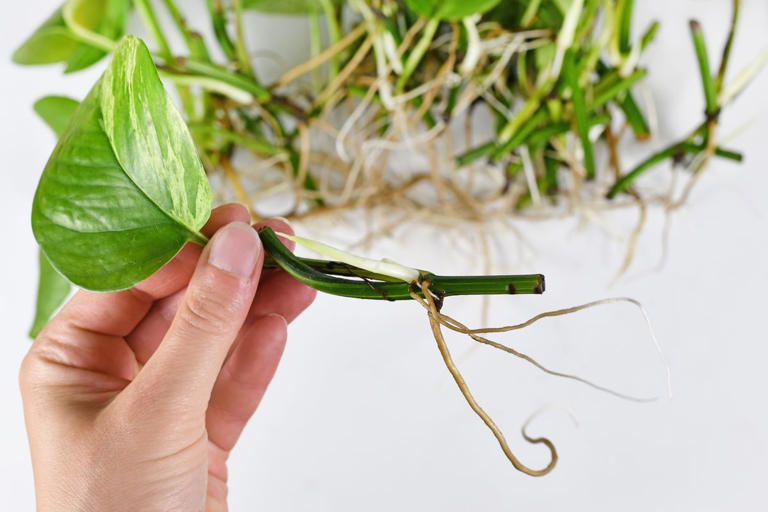 Here's How to Propagate Pothos into Beautiful New Plants in Just a Few ...