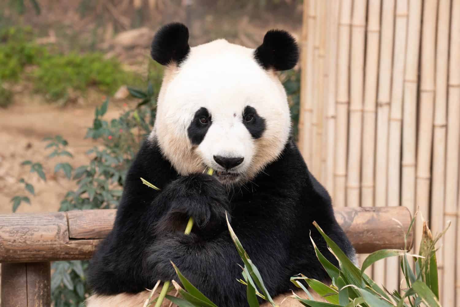 Facts the World Needs to Know About Pandas