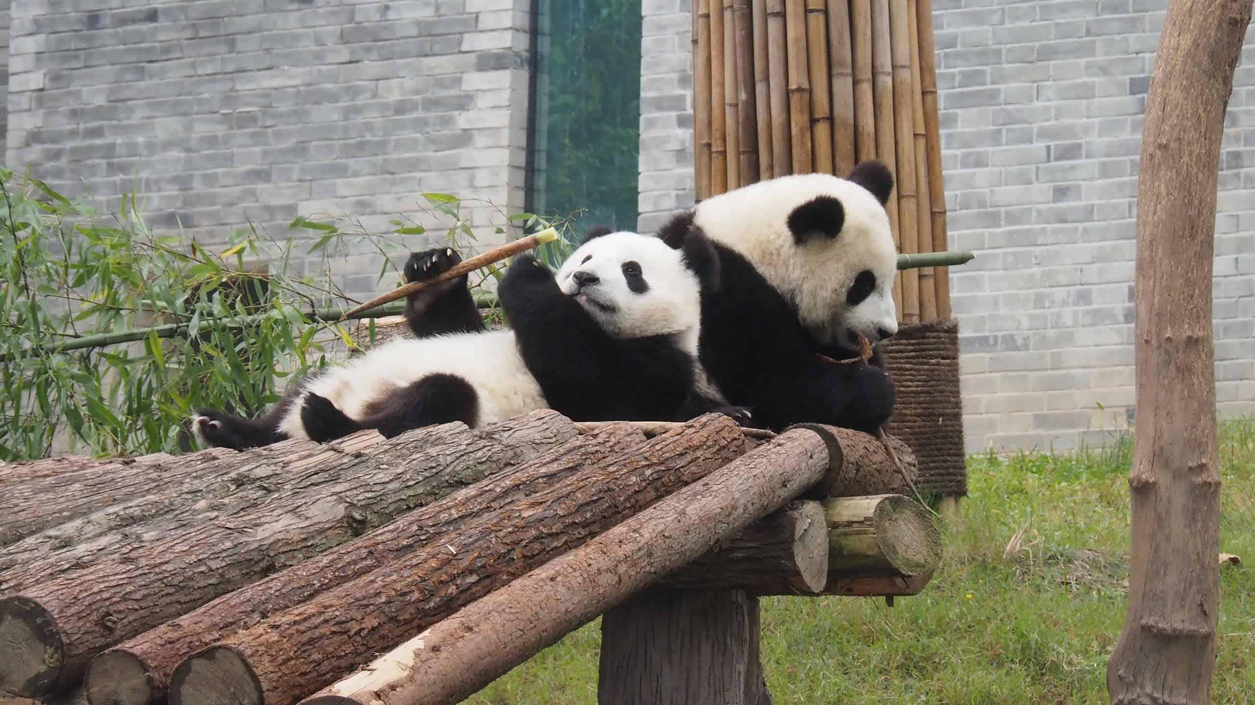 These animals have opposable thumbs and incredible dexterity