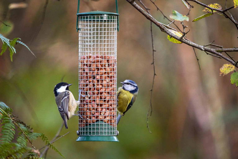 How To Clean Your Bird Feeder In A Few Simple Steps