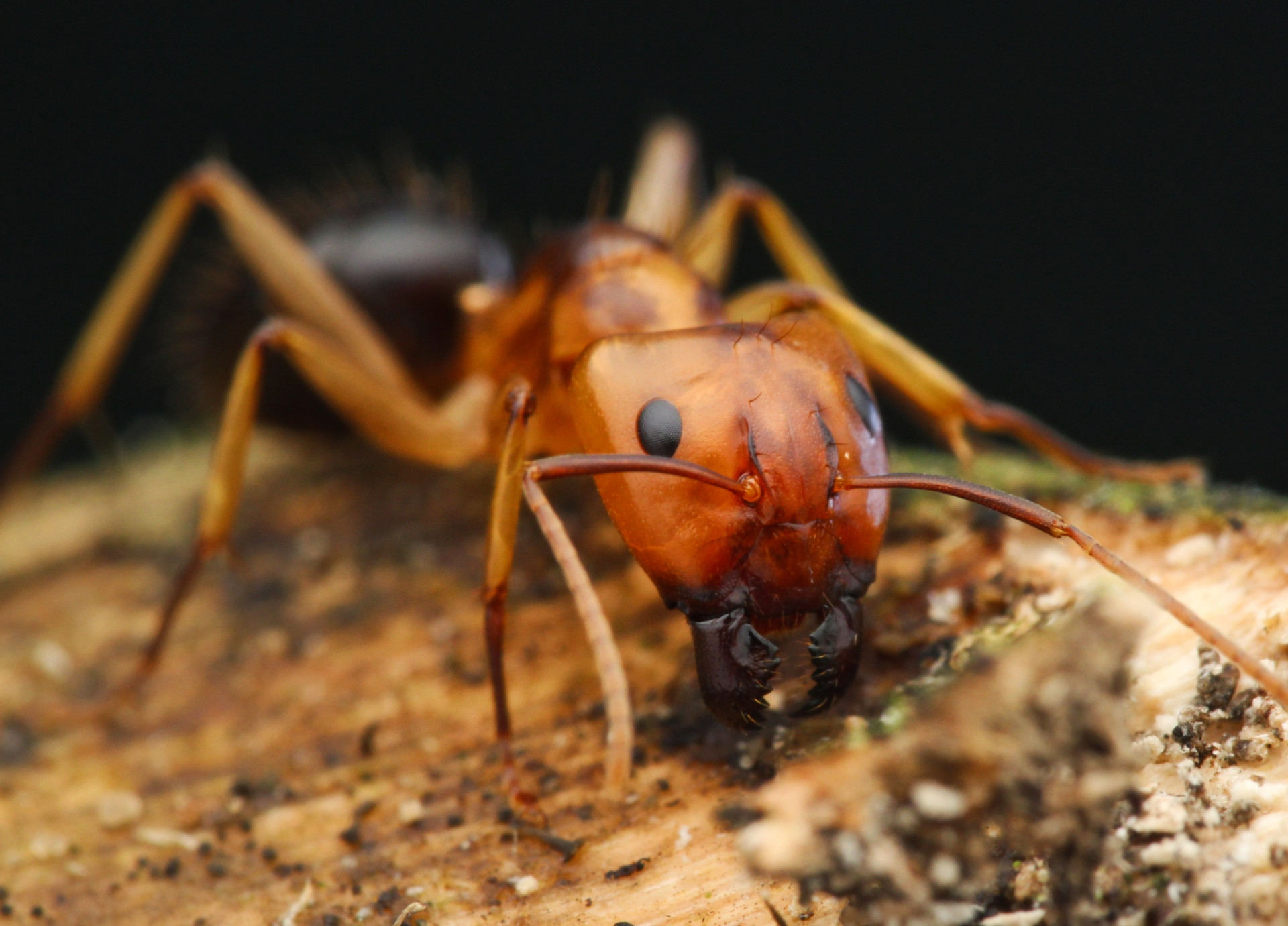 Den gigantiske verdenen til maur
