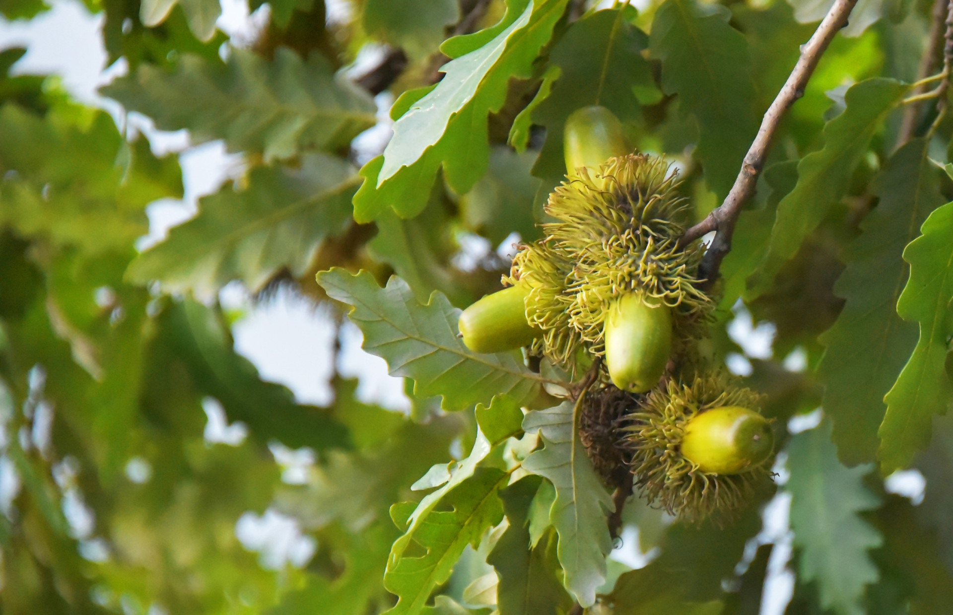 Jak shánět potravu v lesích