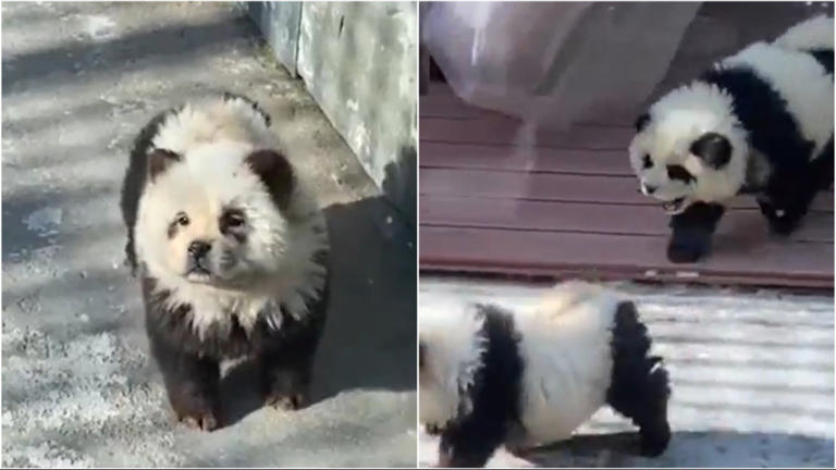 Chinese zoo dyes dogs black and white to fool visitors into seeing pandas Chinese zoo dyes dogs black and white to fool visitors into seeing pandas