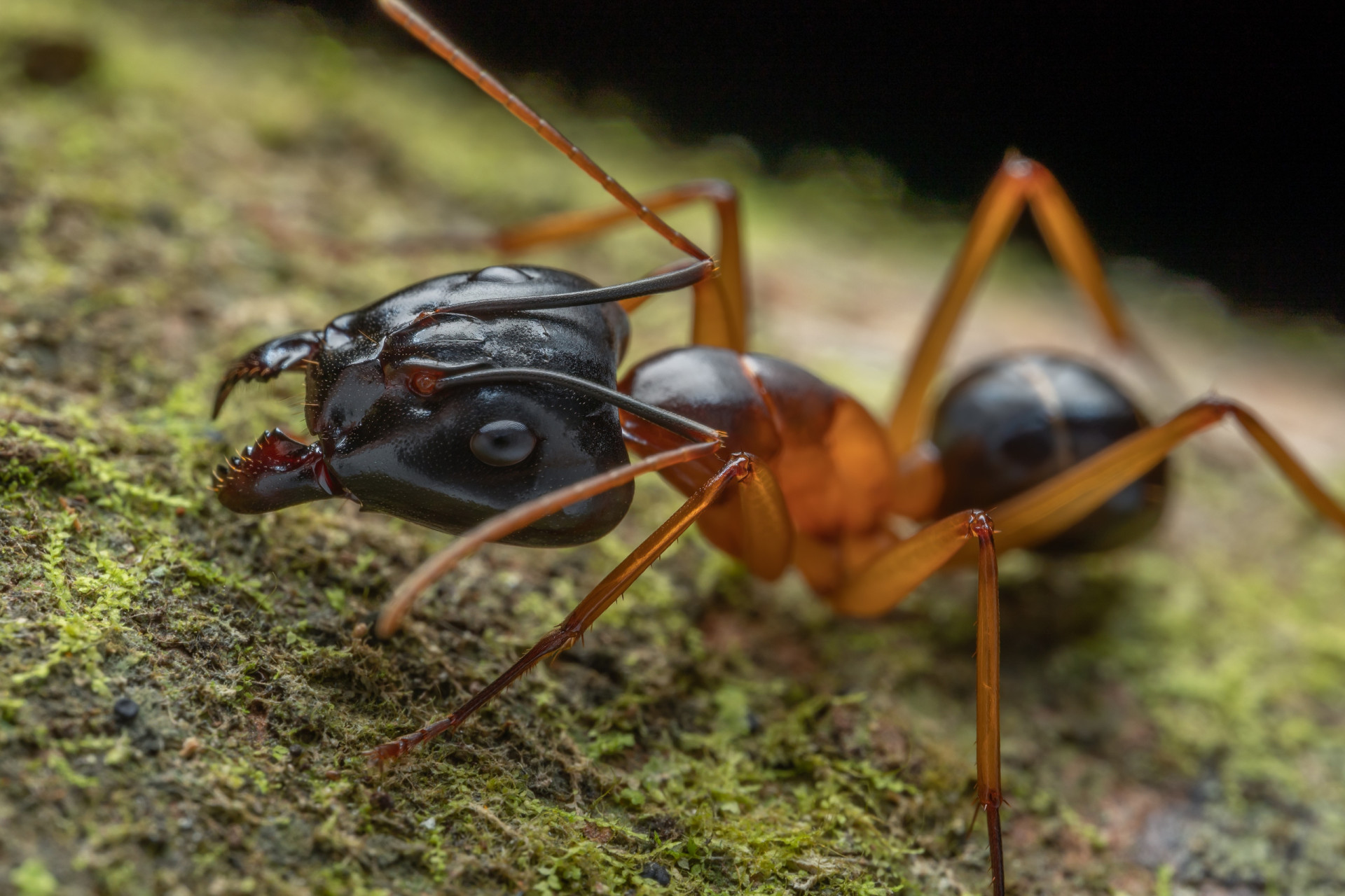 Den gigantiske verdenen til maur