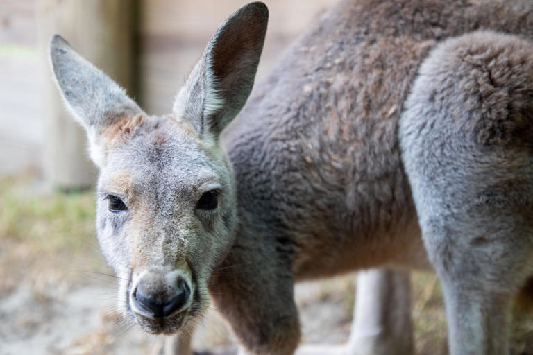 Florida kangaroo owner fined after marsupial went missing for 3 weeks