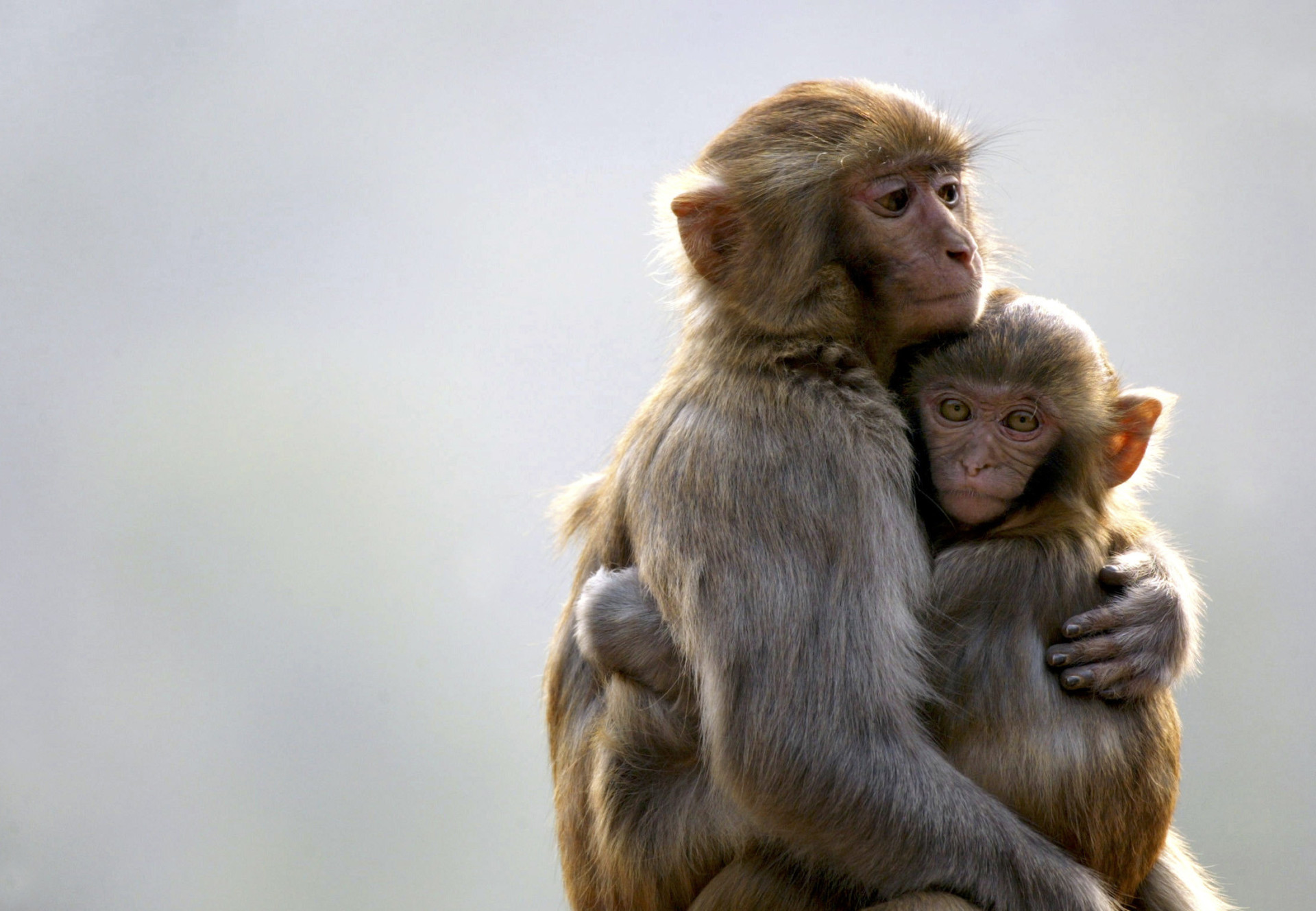 Motherly love: adorable animal moms and their babies