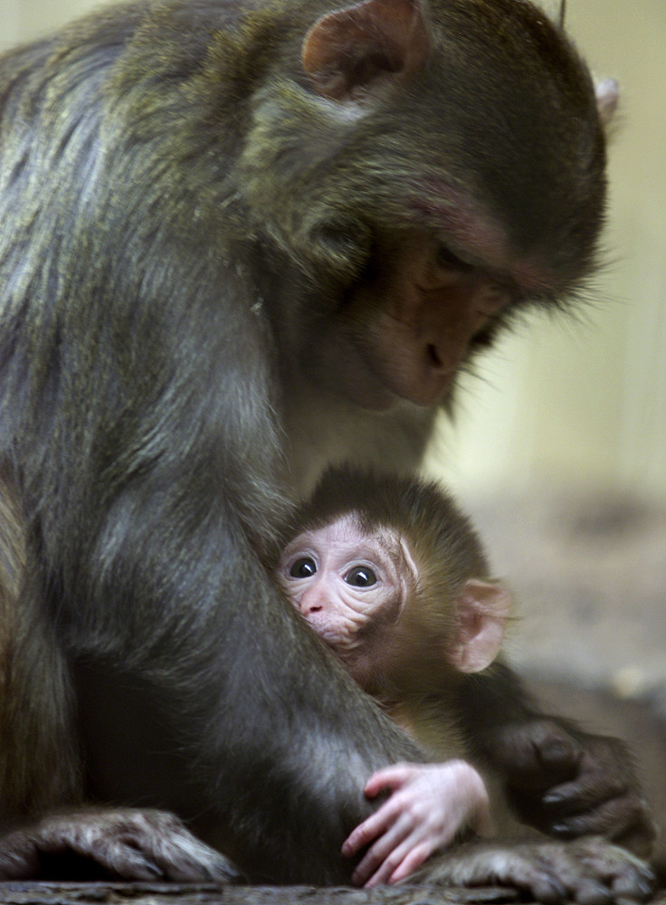 Motherly love: adorable animal moms and their babies