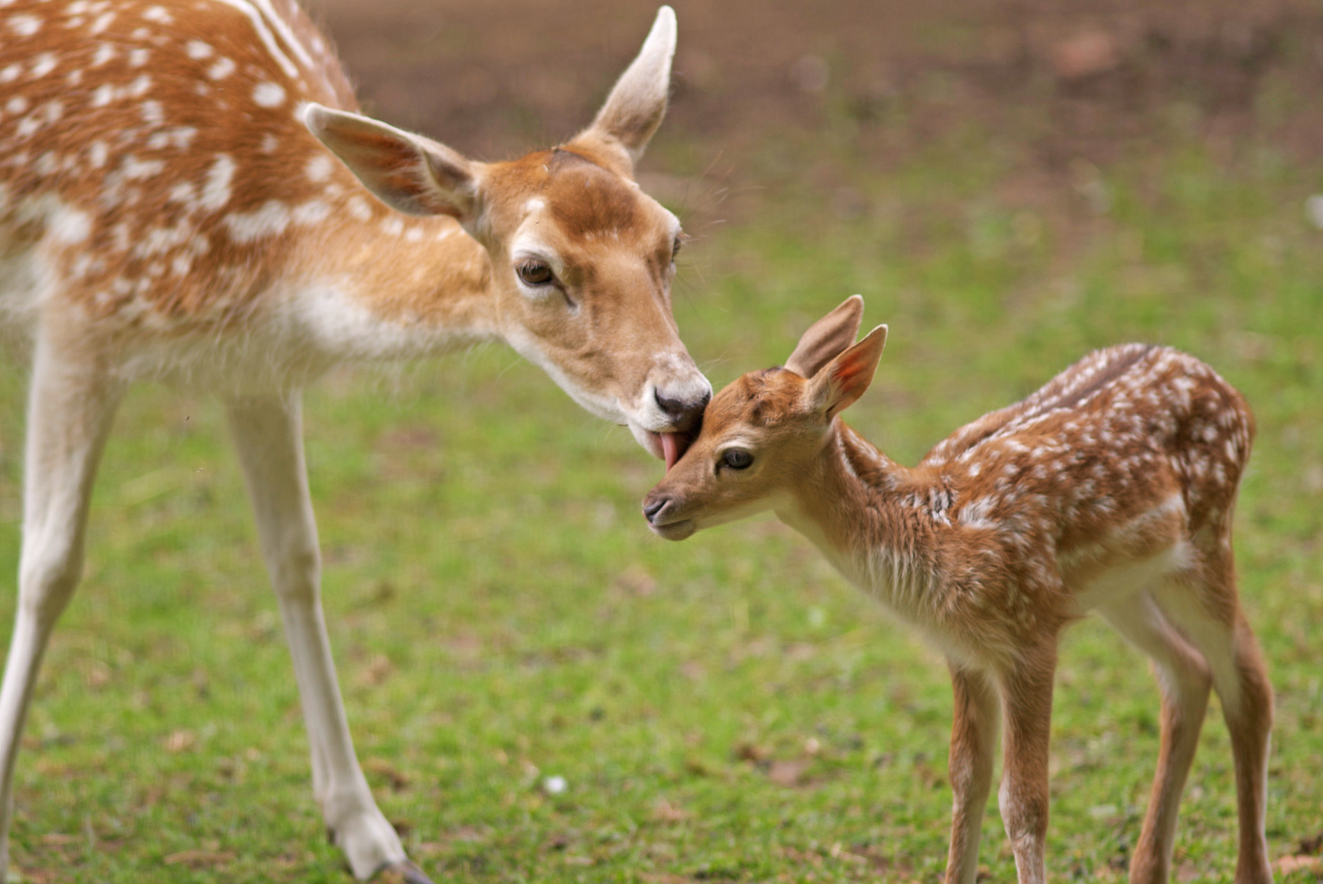Motherly love: adorable animal moms and their babies