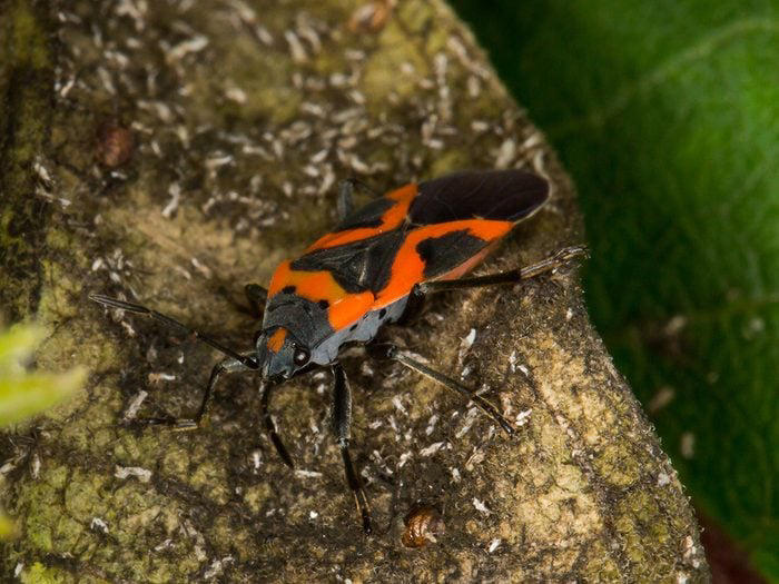 Are These Red and Black Bugs All Over the Side of Your House?