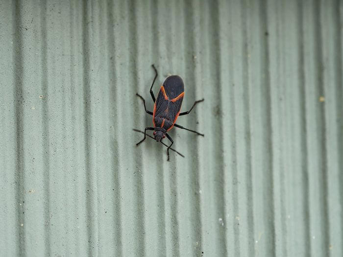 Are These Red and Black Bugs All Over the Side of Your House?