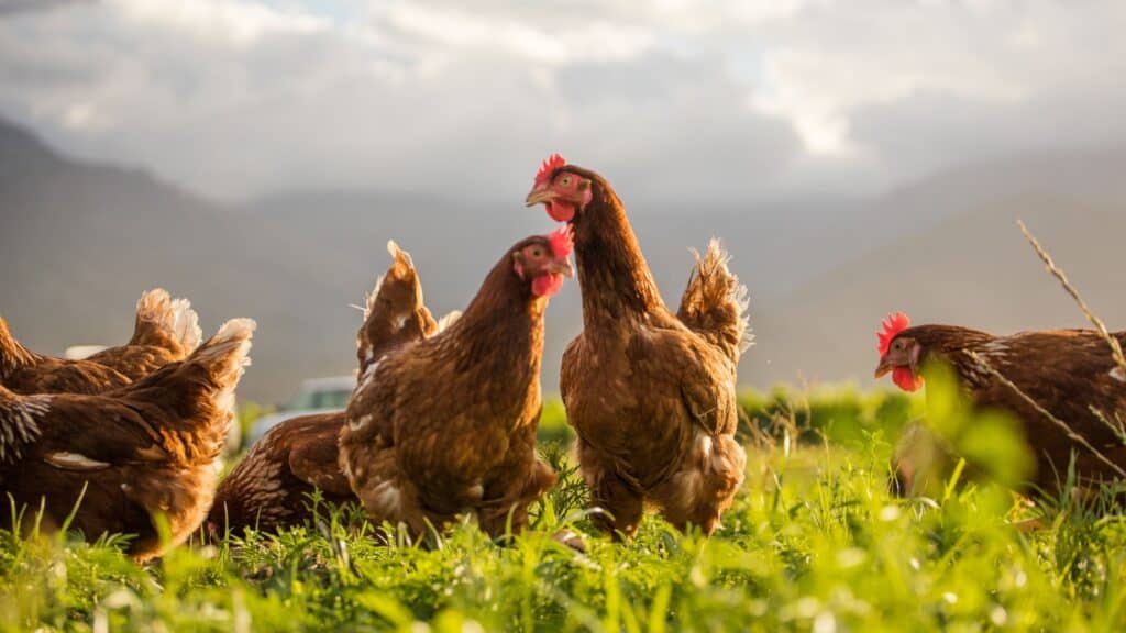 H5N1 Bird Flu's Human Risk Grows with U.S. Death, Animal Spread, and ...