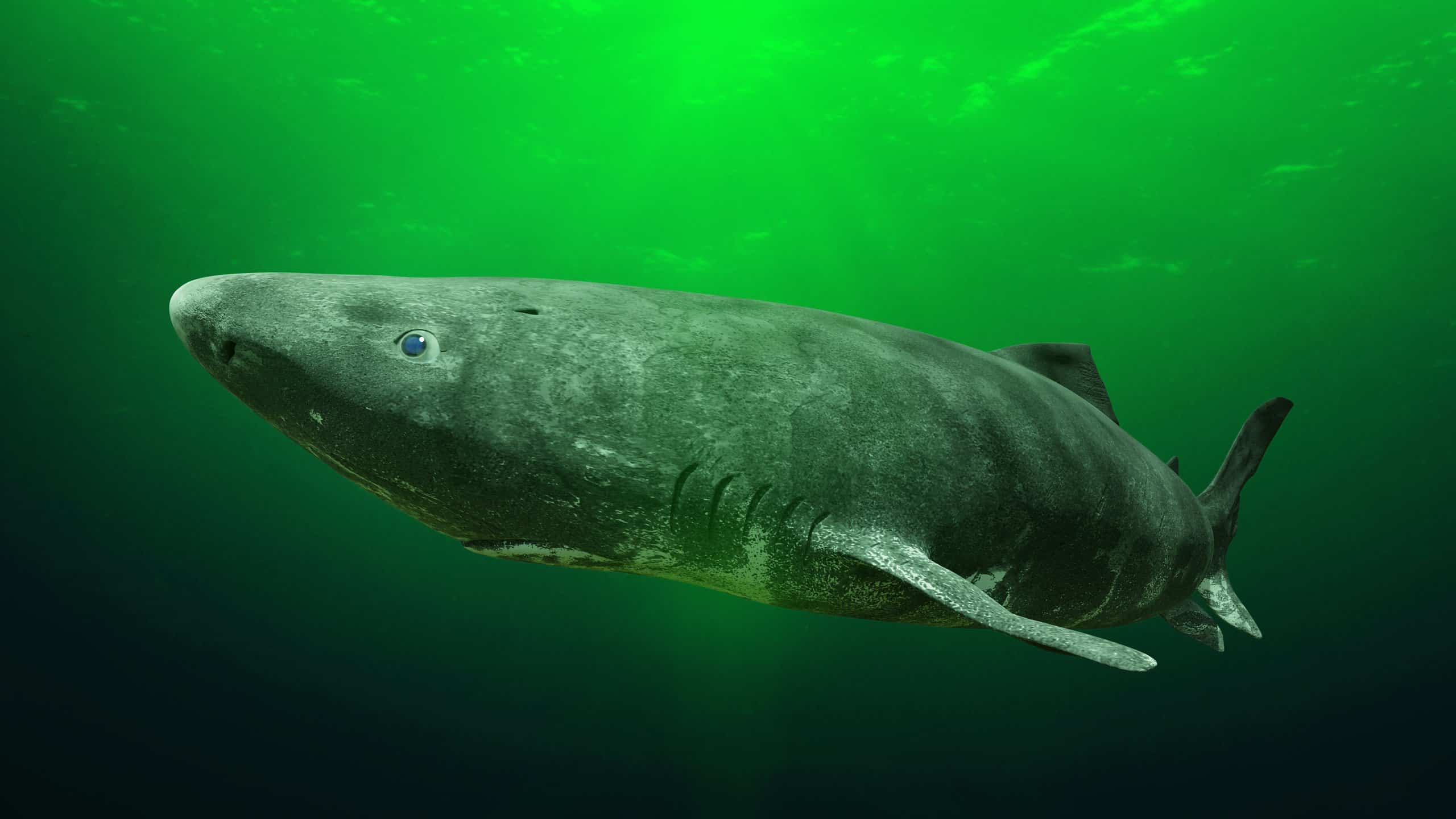 The Biggest Sharks in the Deep Sea