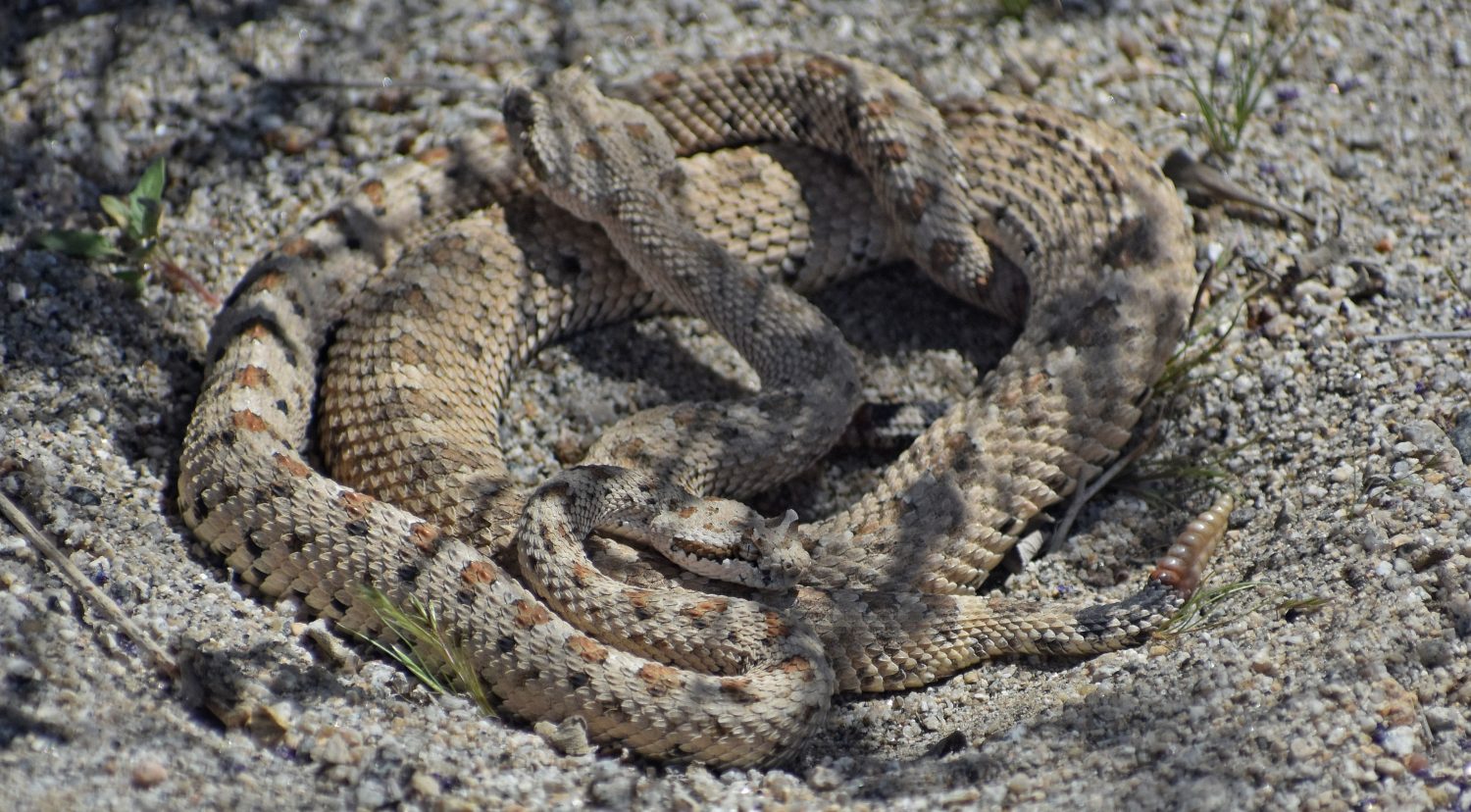 This Volcanic Island Is Home To The Biggest Rattlesnake Nest In The World