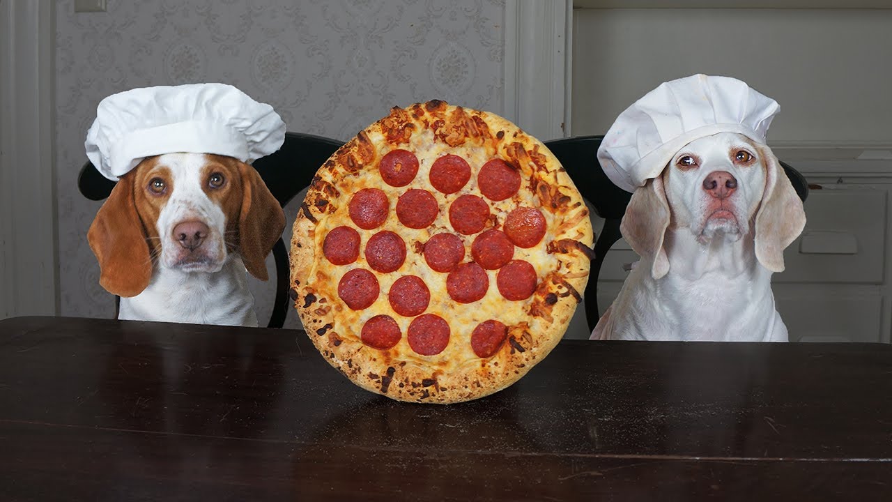 Chef dogs make pizza in their own fun-filled kitchen