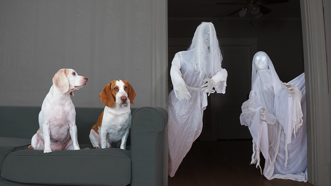Dog vs ghost prank in spooky Halloween comedy