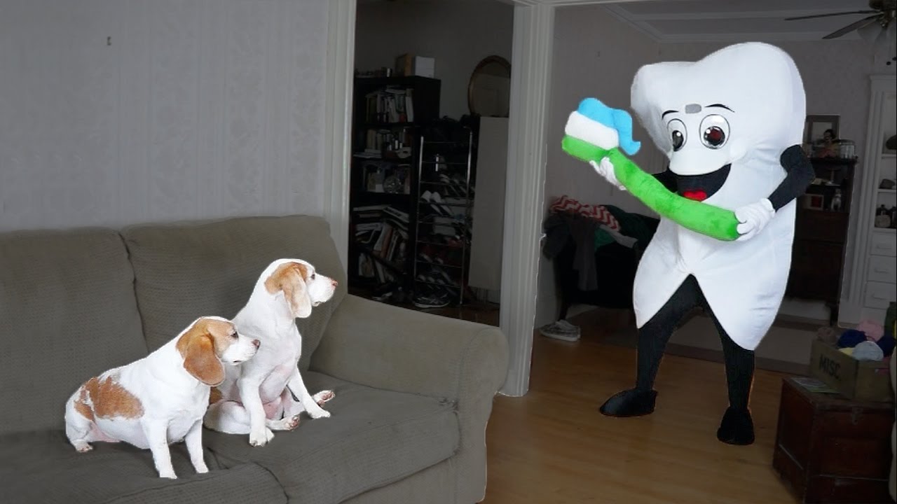 Two dogs take on a giant tooth and toothbrush prank
