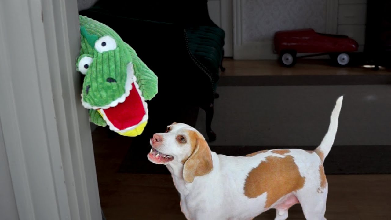 Dog vs Alligator Puppet Ends With Big Laughs