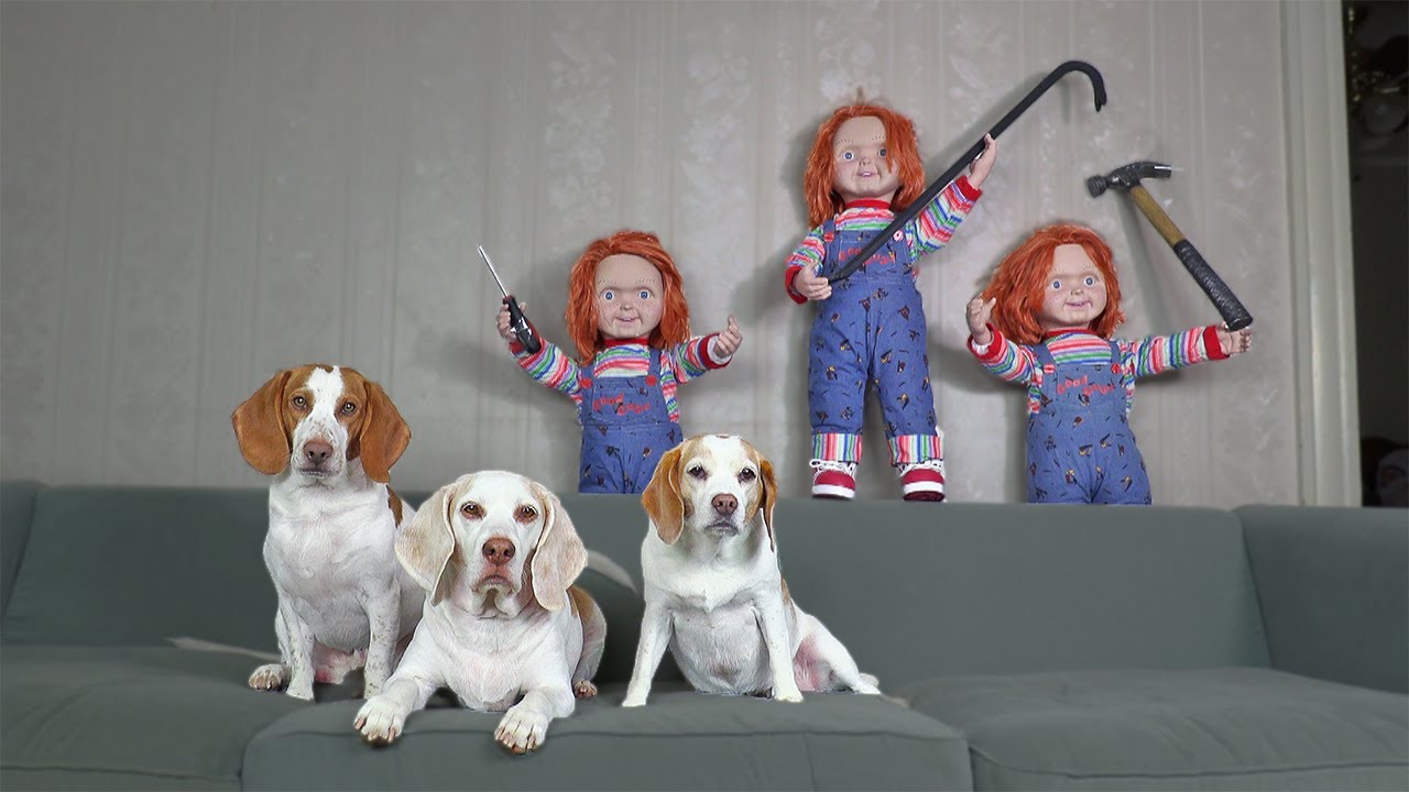 Dogs battle Chucky in wild Halloween invasion prank