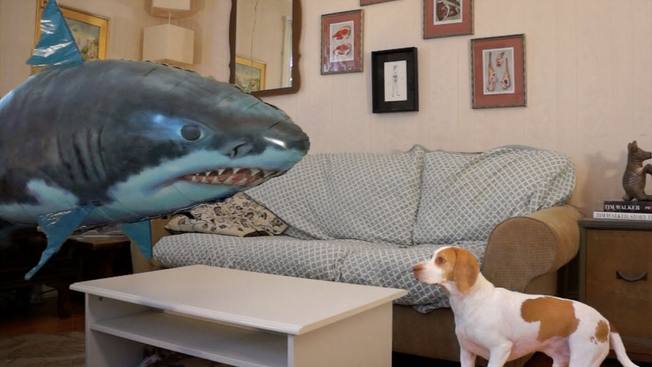 Pup's Face-Off with Shark Ends in Tail Wags
