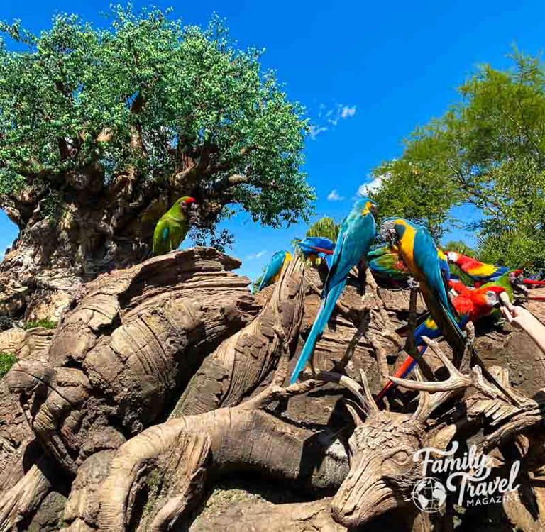 A Guide to Animal Kingdom Rides