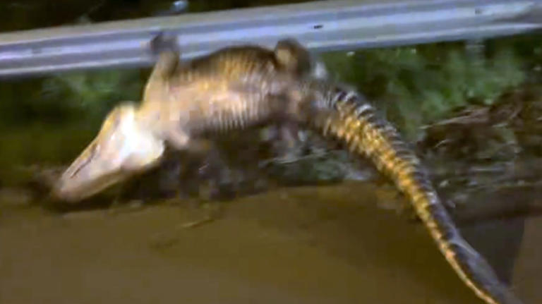 NC alligators stirring as weather warms; 12 spotted so far along ...