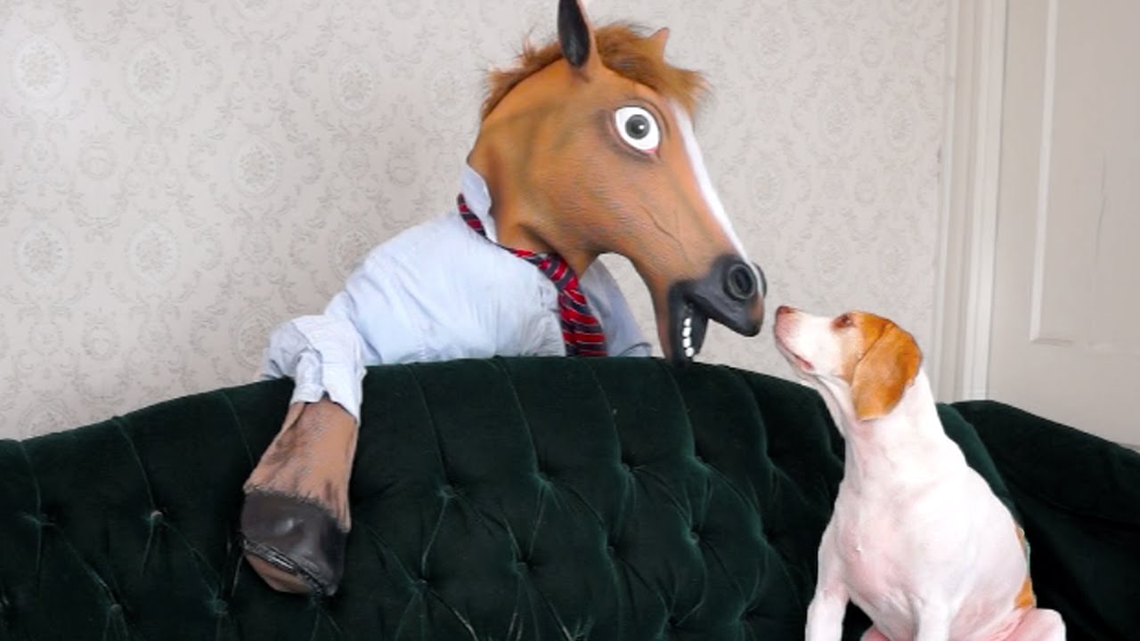 A dog confronts a very unsettling zombie horse