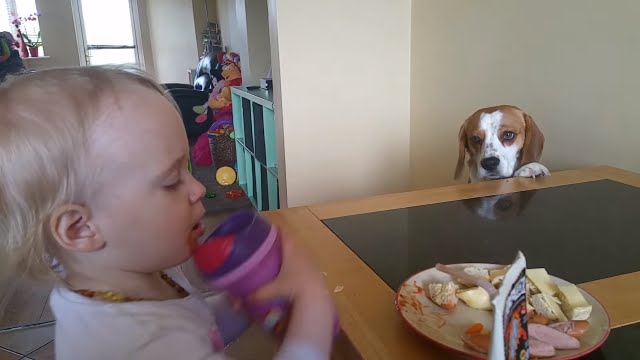Beagle breakfast bargain sparks greed hilariously