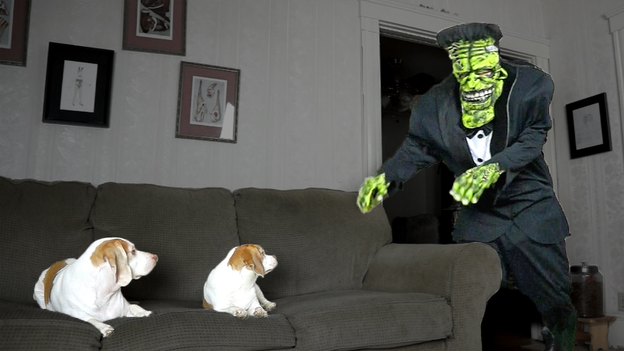 Dogs Love Their Silly Frankenstein Visitor