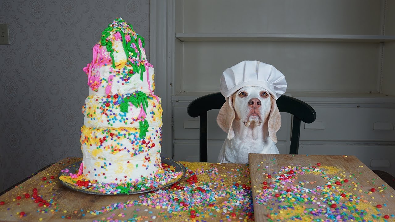 Dog teaches cake decorating in a yummy recipe