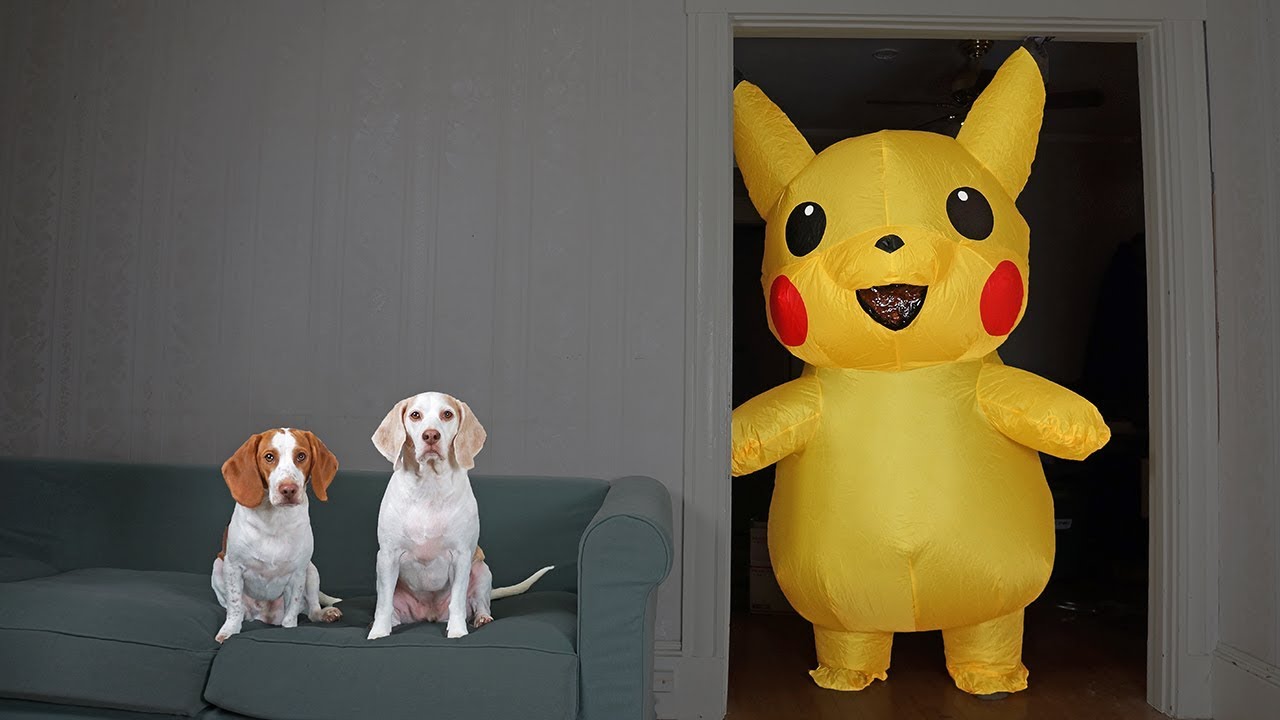 Dogs get pranked by giant Pikachu in Pokémon chaos