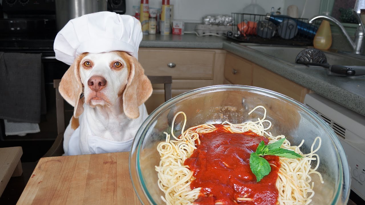 Dog cooks a spaghetti dinner from scratch