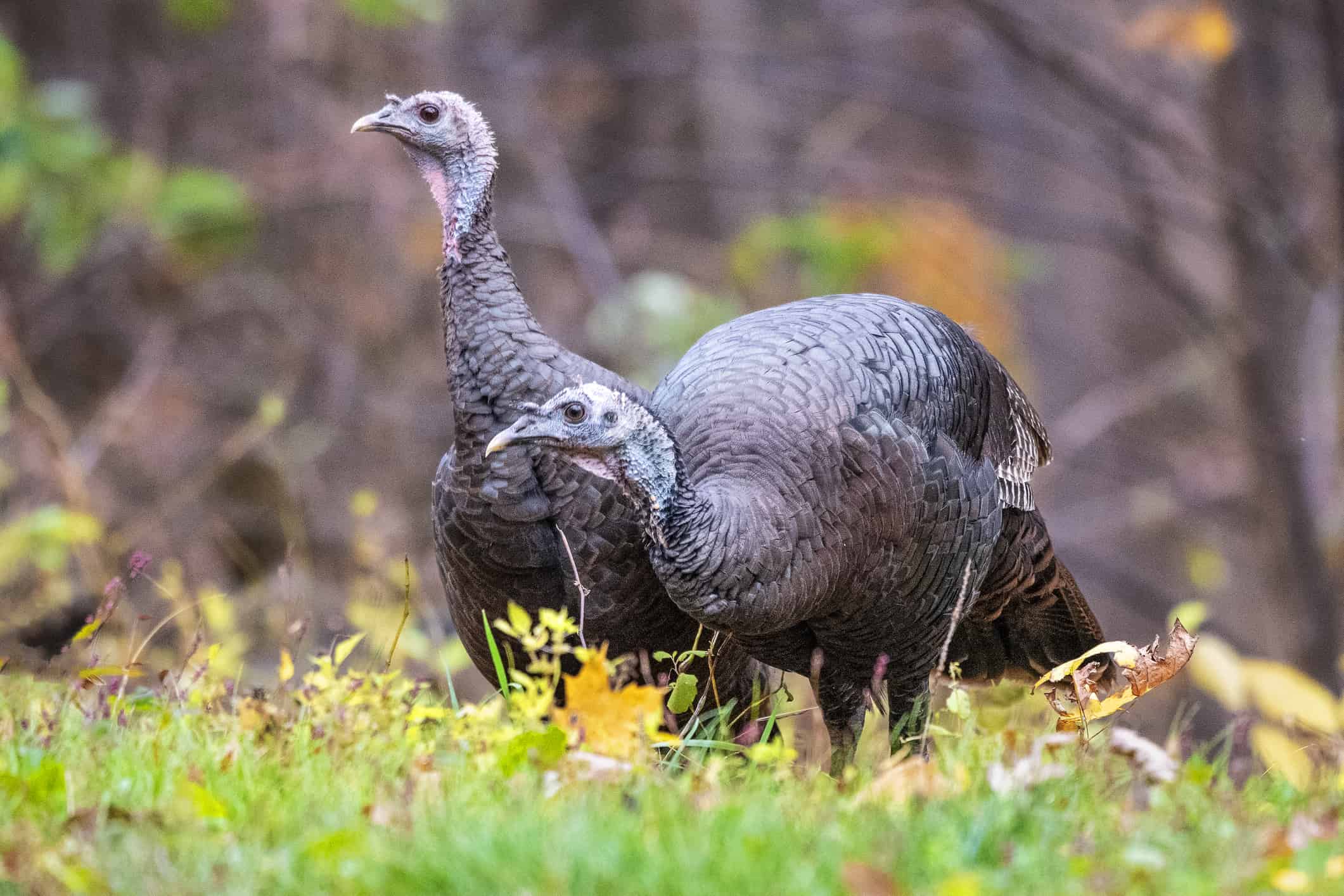 These U.S. States Have the Most Wild Turkeys, With One Having Over 500,000