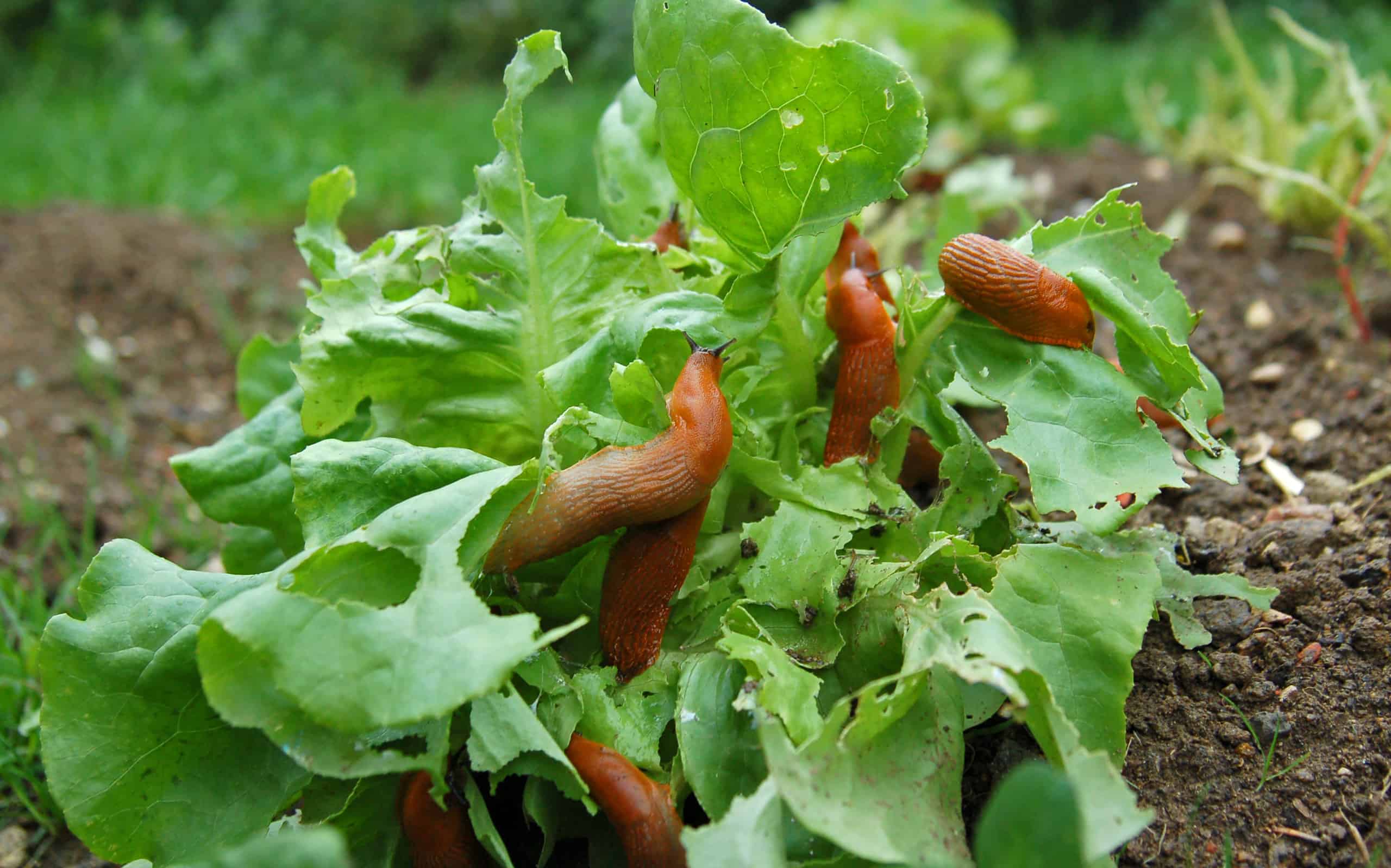 Remove Slugs From Your Garden With These Easy Methods