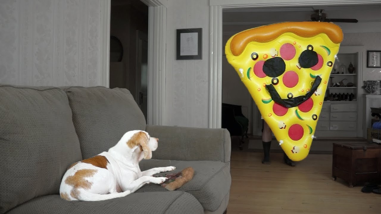 Dog battles a giant pizza slice