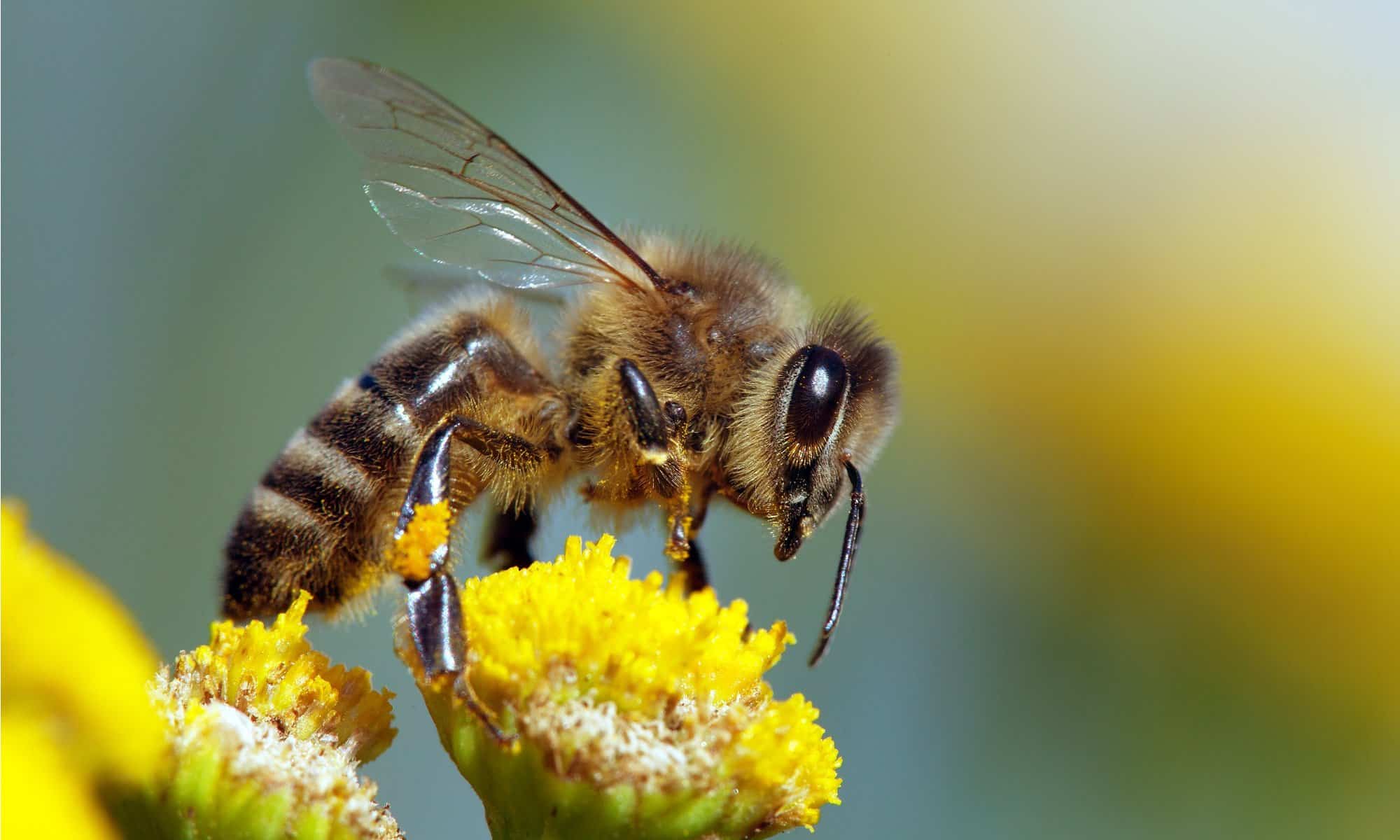 All the Buzz: How to Tell a Bumblebee from a Honeybee