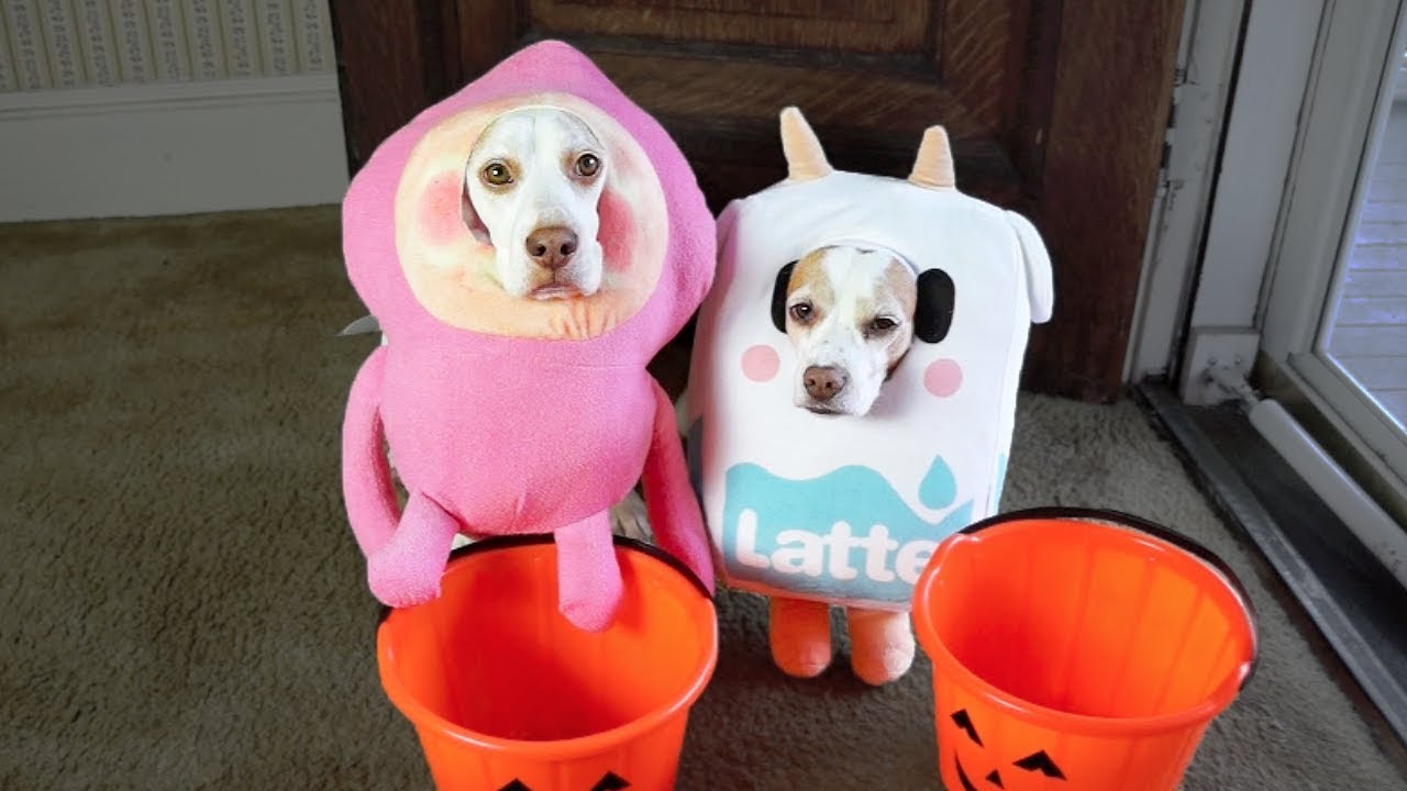Dogs go trick-or-treating in creative costumes