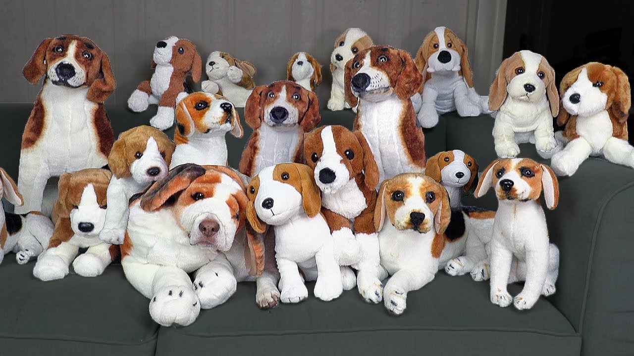 Beagle dog vs fake dogs: can you spot the real one?