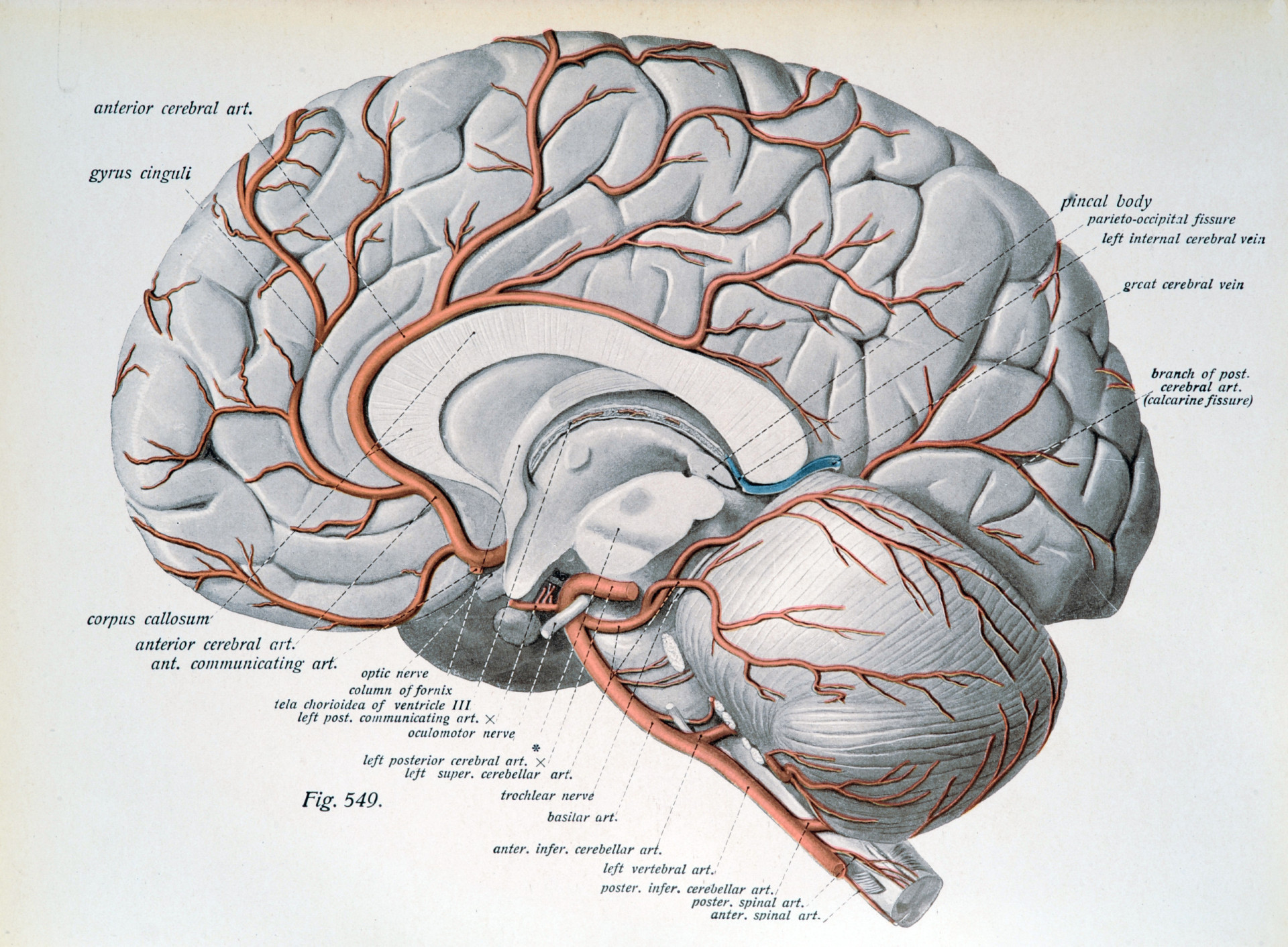 Bakteerit, jotka auttavat ihmisiä