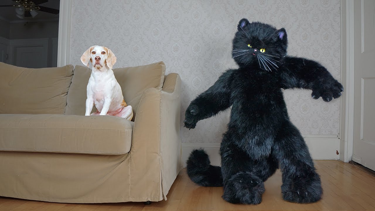 Giant cat saves dogs from a mischievous mouse