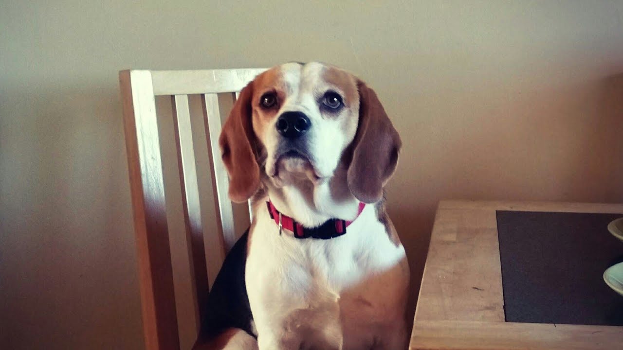 Beagle’s wild antics when home alone revealed