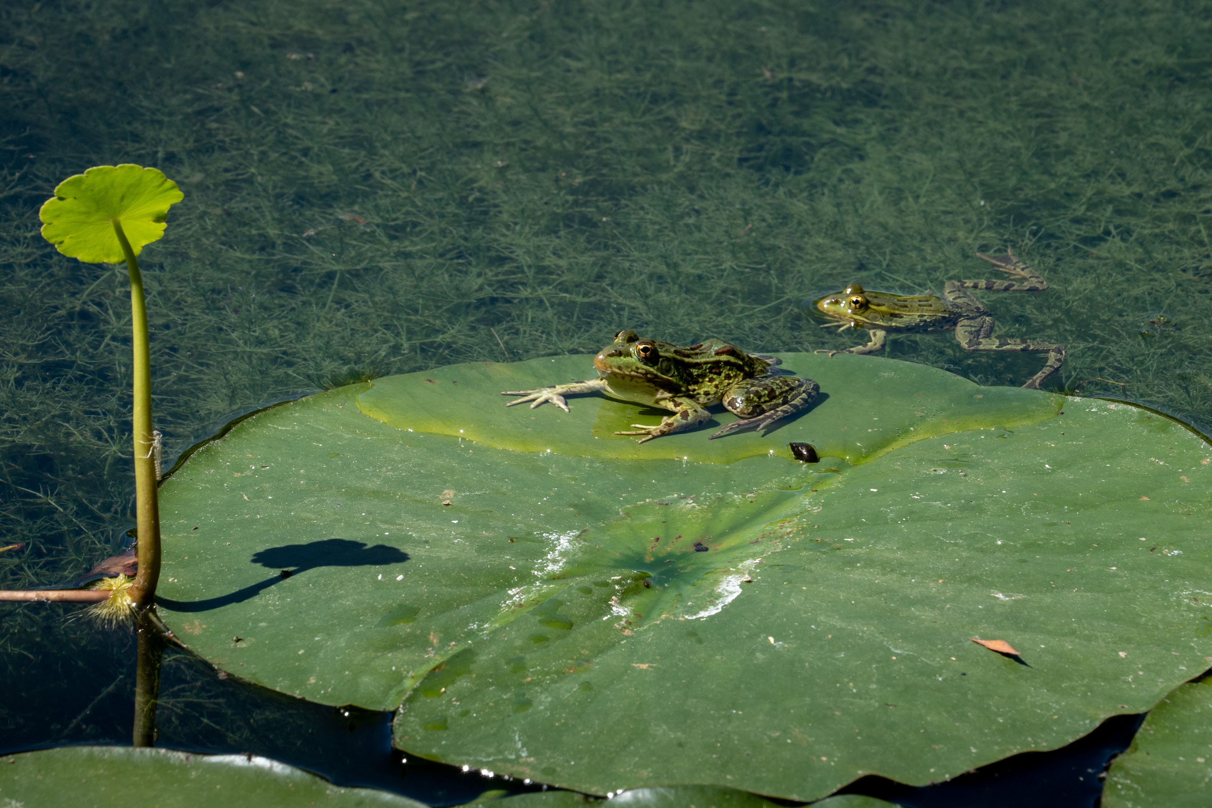 How many Chiricahua leopard frogs has the Phoenix Zoo sent into the ...