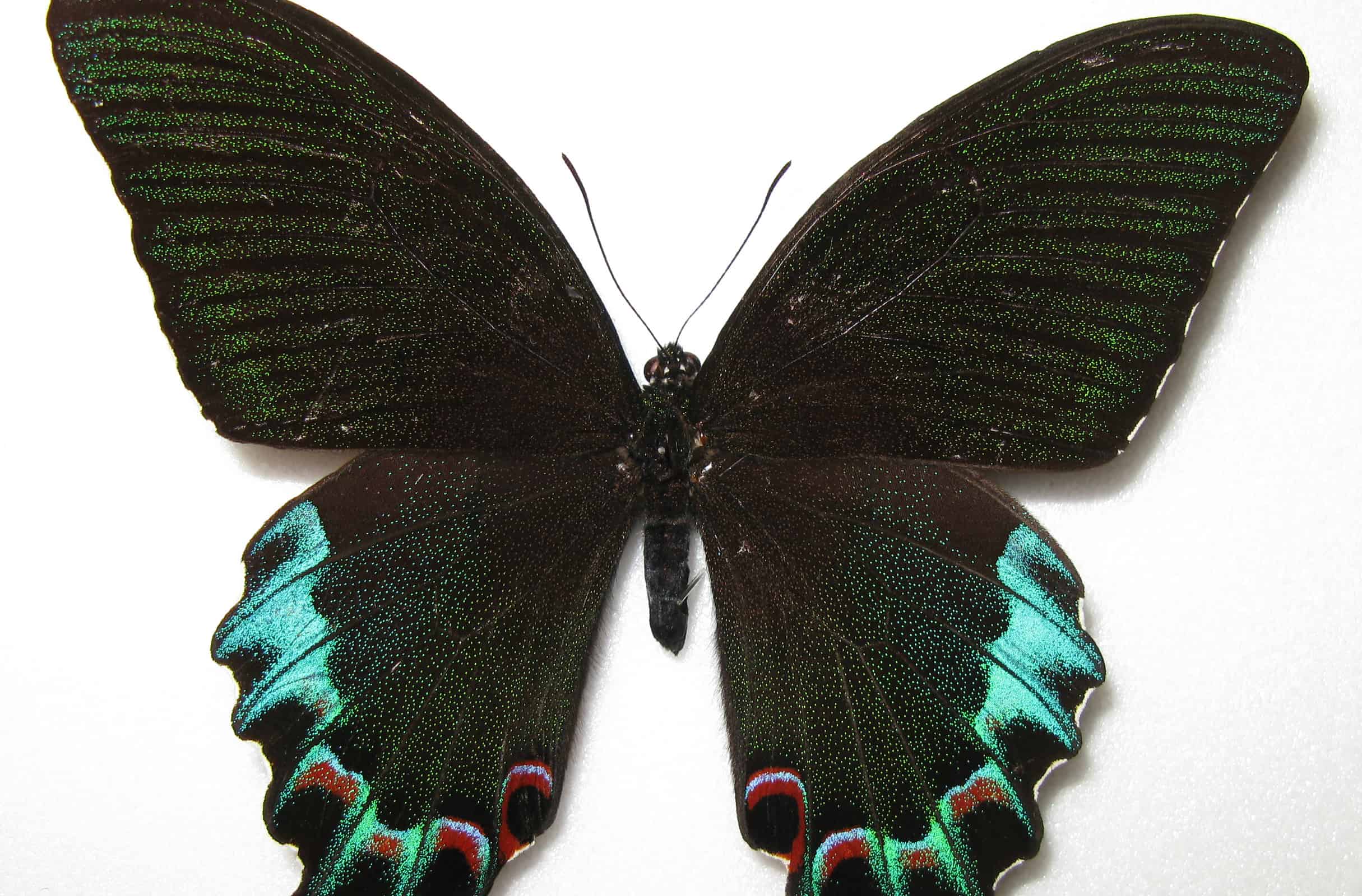 10 Rarest Butterflies In The World