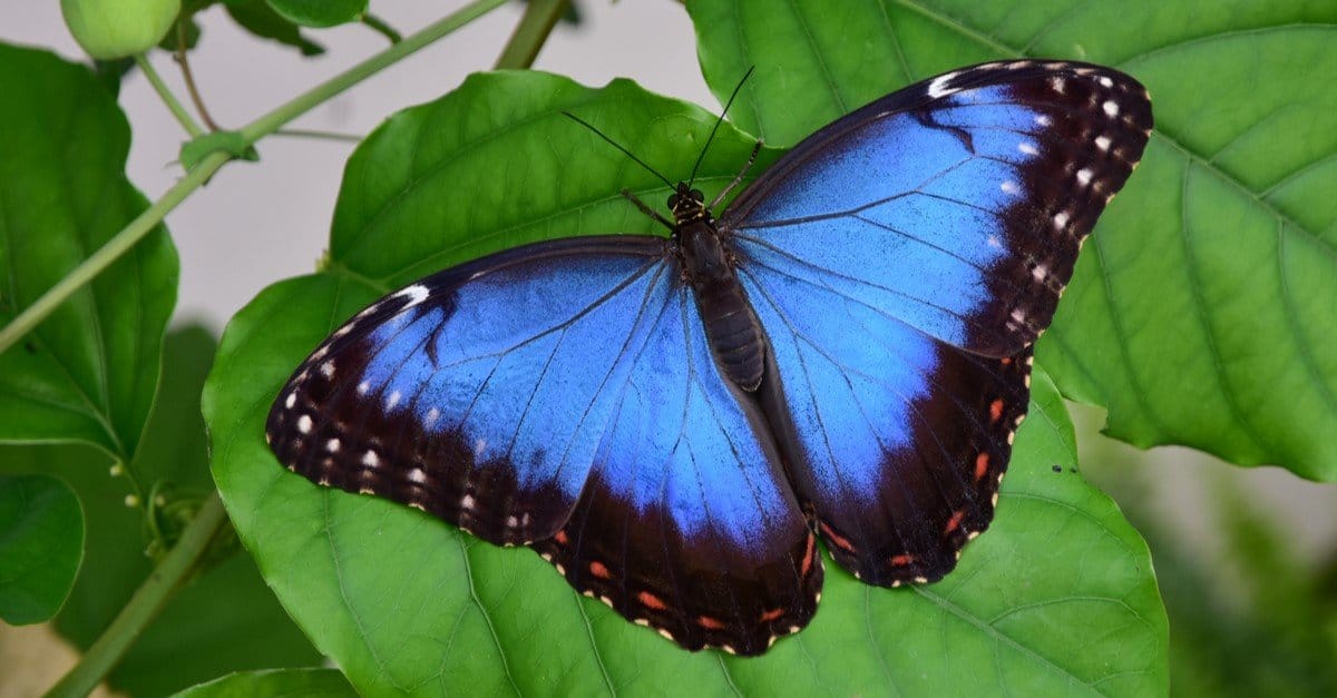 10 Rarest Butterflies In The World