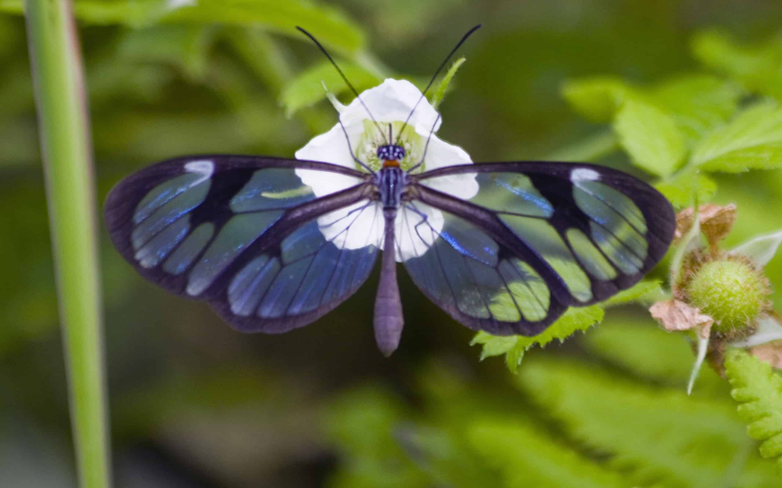 10 Rarest Butterflies In The World
