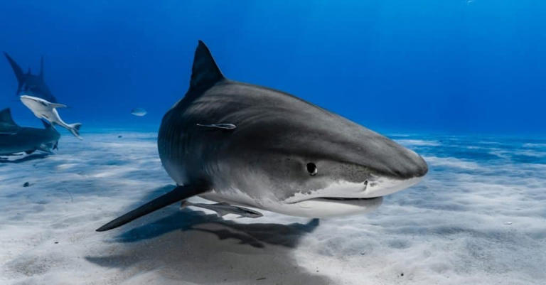 How Far Can Sharks Smell Blood?