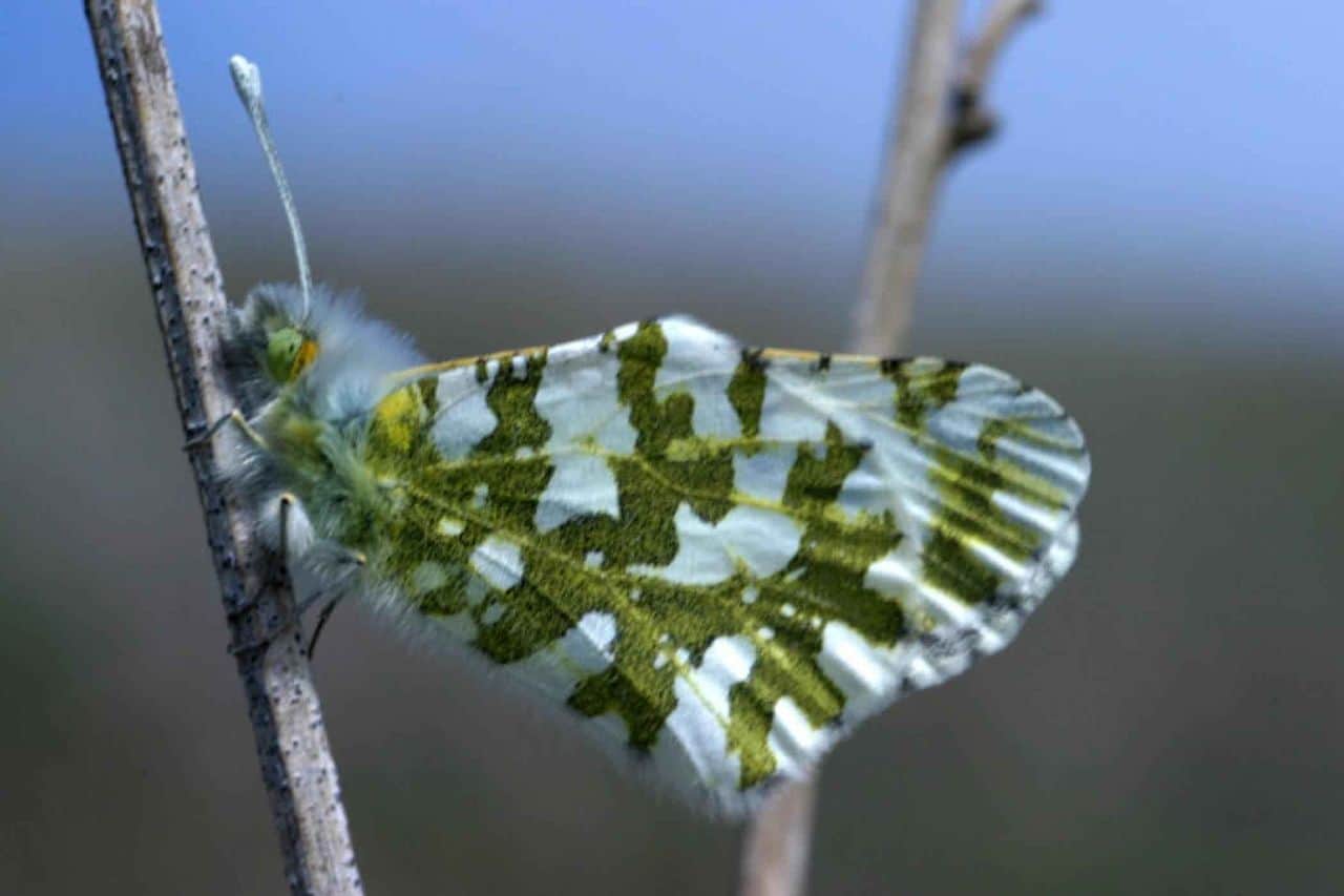 10 of the Rarest Butterflies In The World