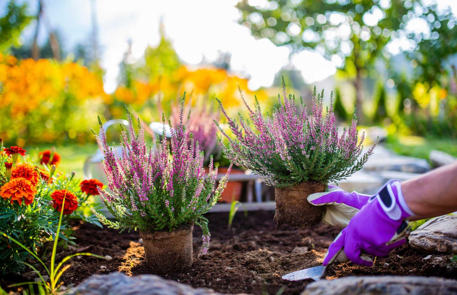 32 gardening mistakes that will cost you time and money