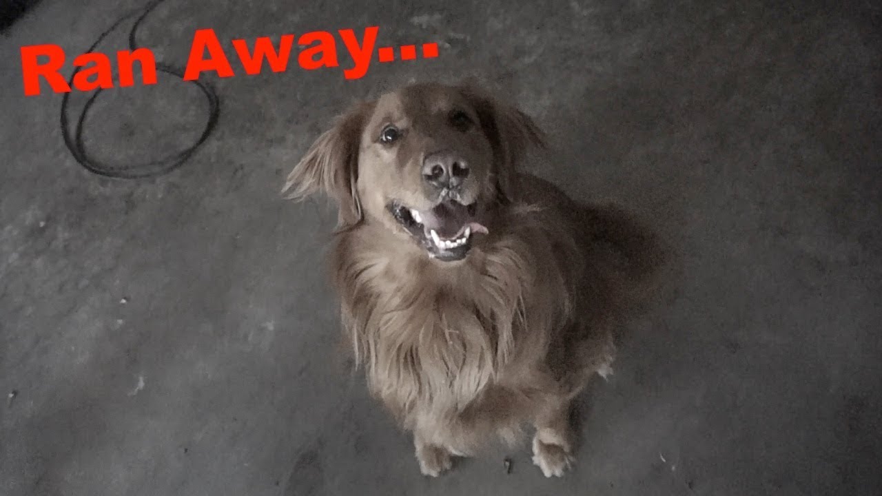 Milo Ran Away: What Happened Next